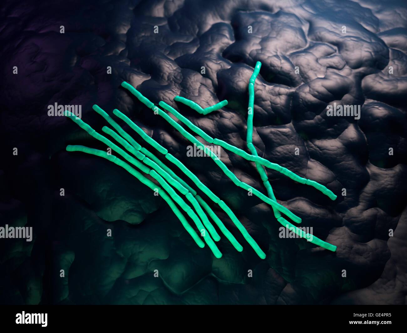 Bacillus cereus bacteria, illustration Stock Photo - Alamy
