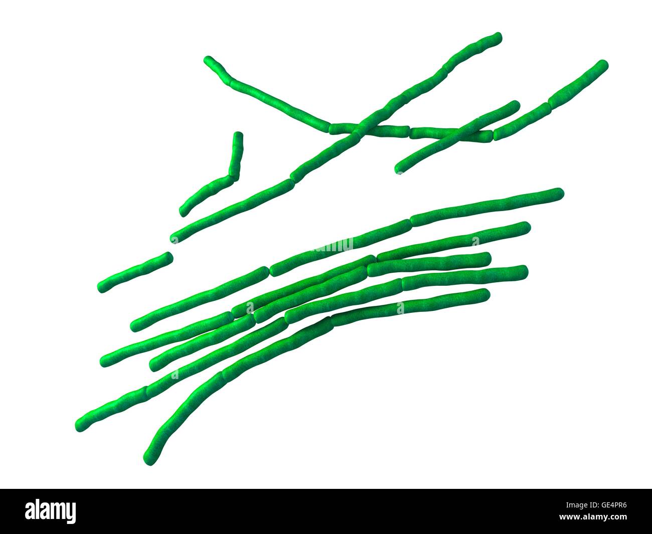 B cereus hi-res stock photography and images - Alamy