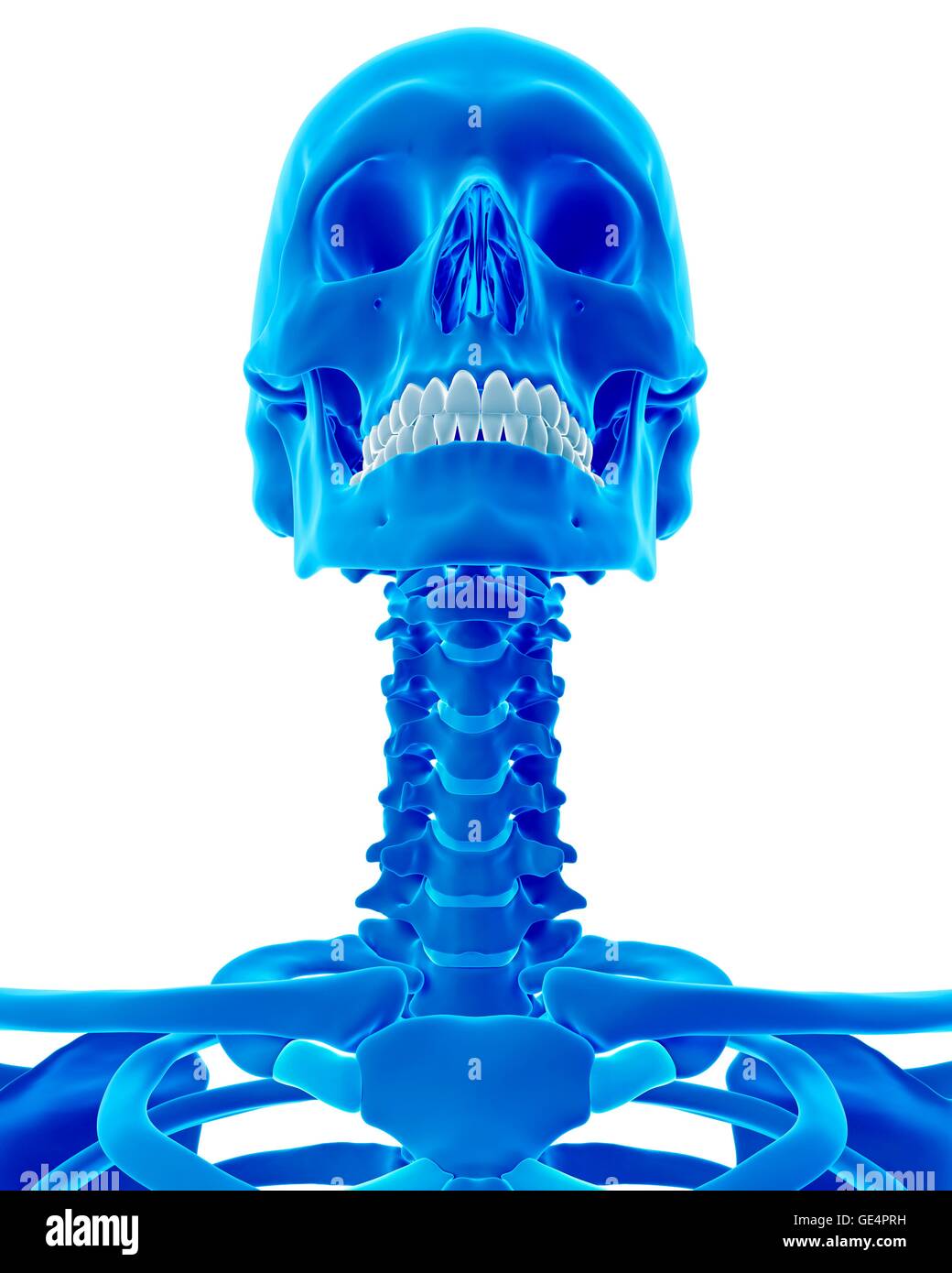 Human Skull Cervical Spine Illustration Stock Photos & Human Skull ...