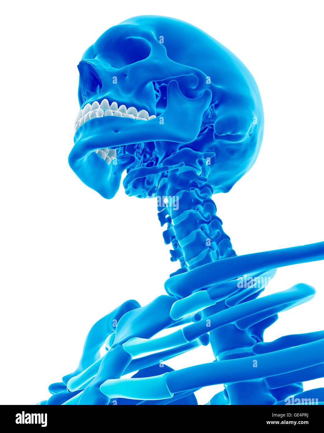 Human neck and skull, illustration Stock Photo - Alamy