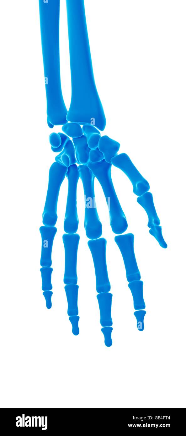Human hand bones, illustration Stock Photo - Alamy