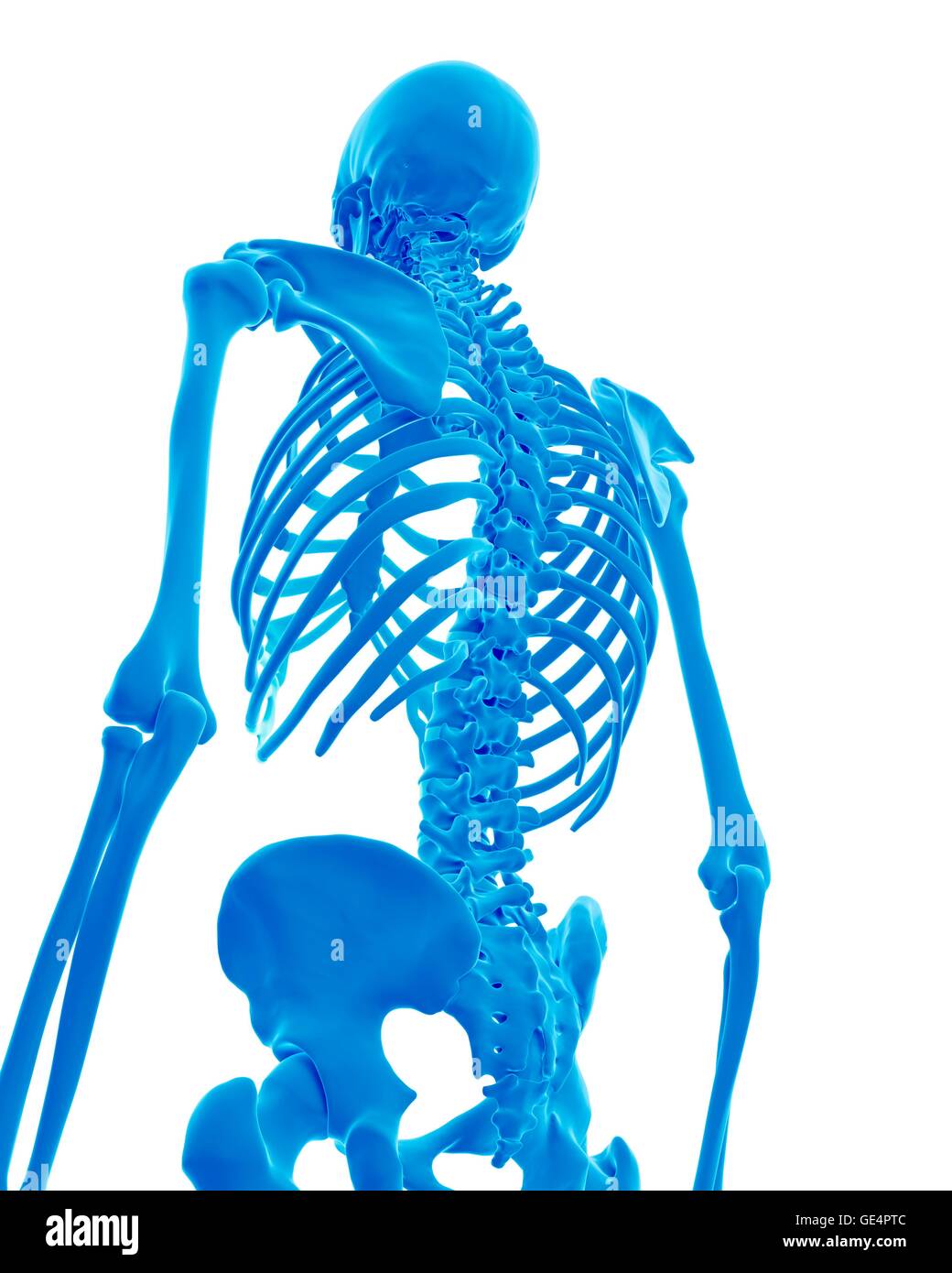 Human skeleton, illustration Stock Photo - Alamy