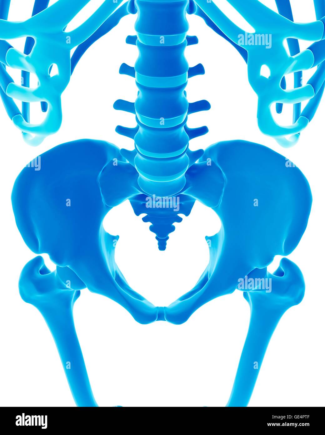 Human pelvis, illustration Stock Photo - Alamy