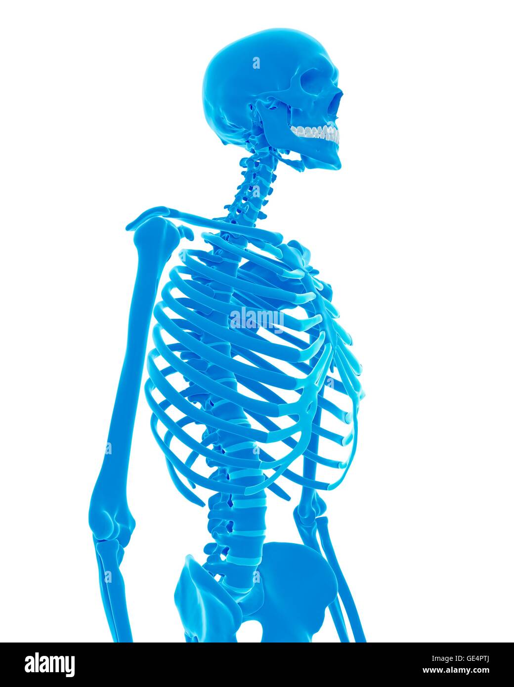 Human skeleton, illustration Stock Photo - Alamy