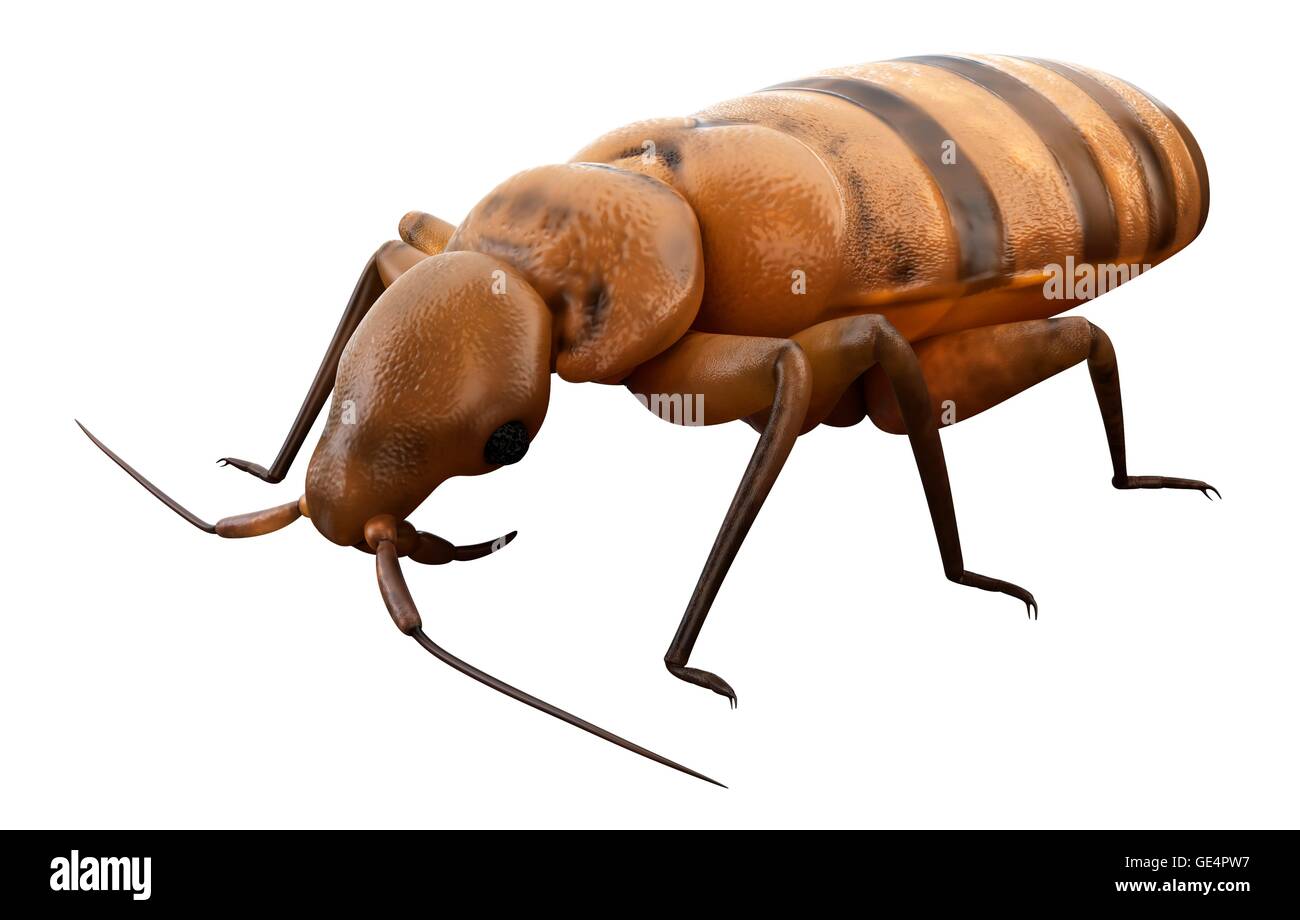 Bed bug (Cimex sp.), illustration Stock Photo - Alamy