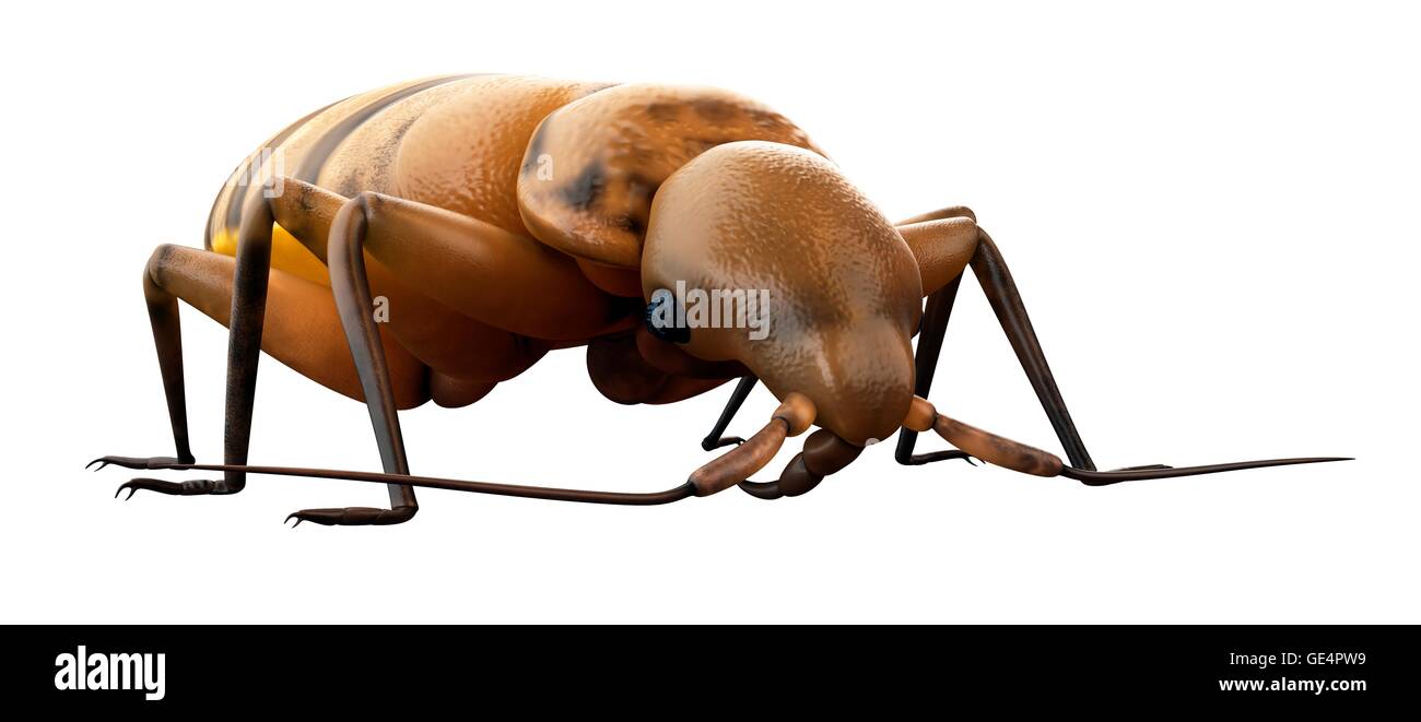 Bed bug cimex sp hi-res stock photography and images - Alamy