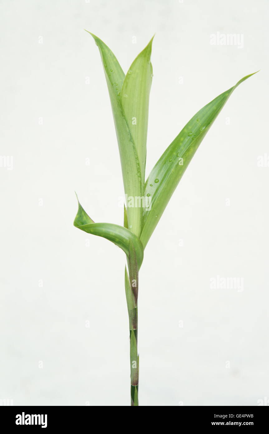 Shoot grow hi-res stock photography and images - Alamy