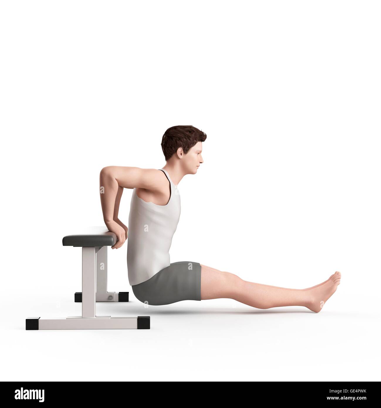 Bench Dips Muscles Worked