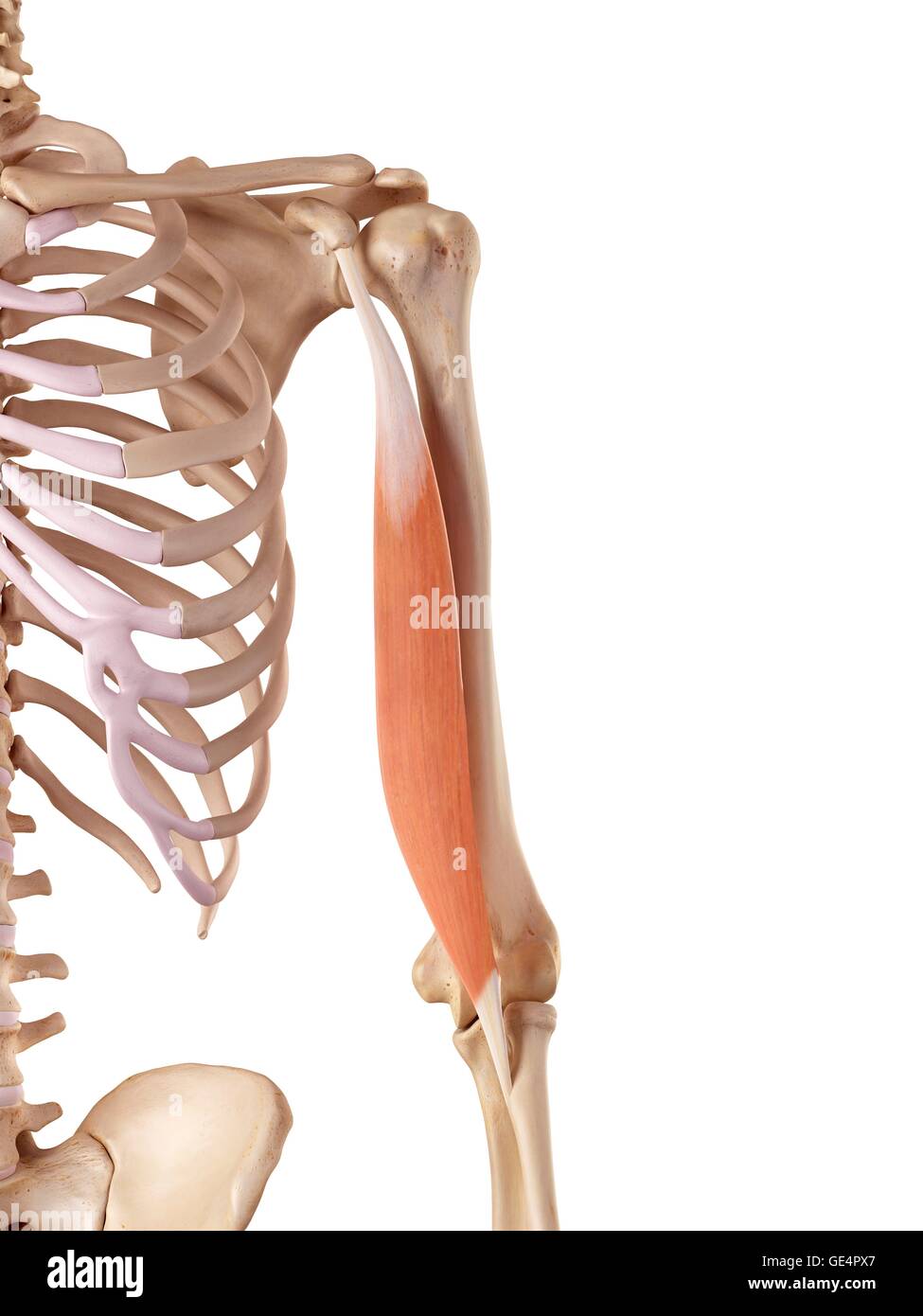 Muscles of the human arm, illustration Stock Photo - Alamy