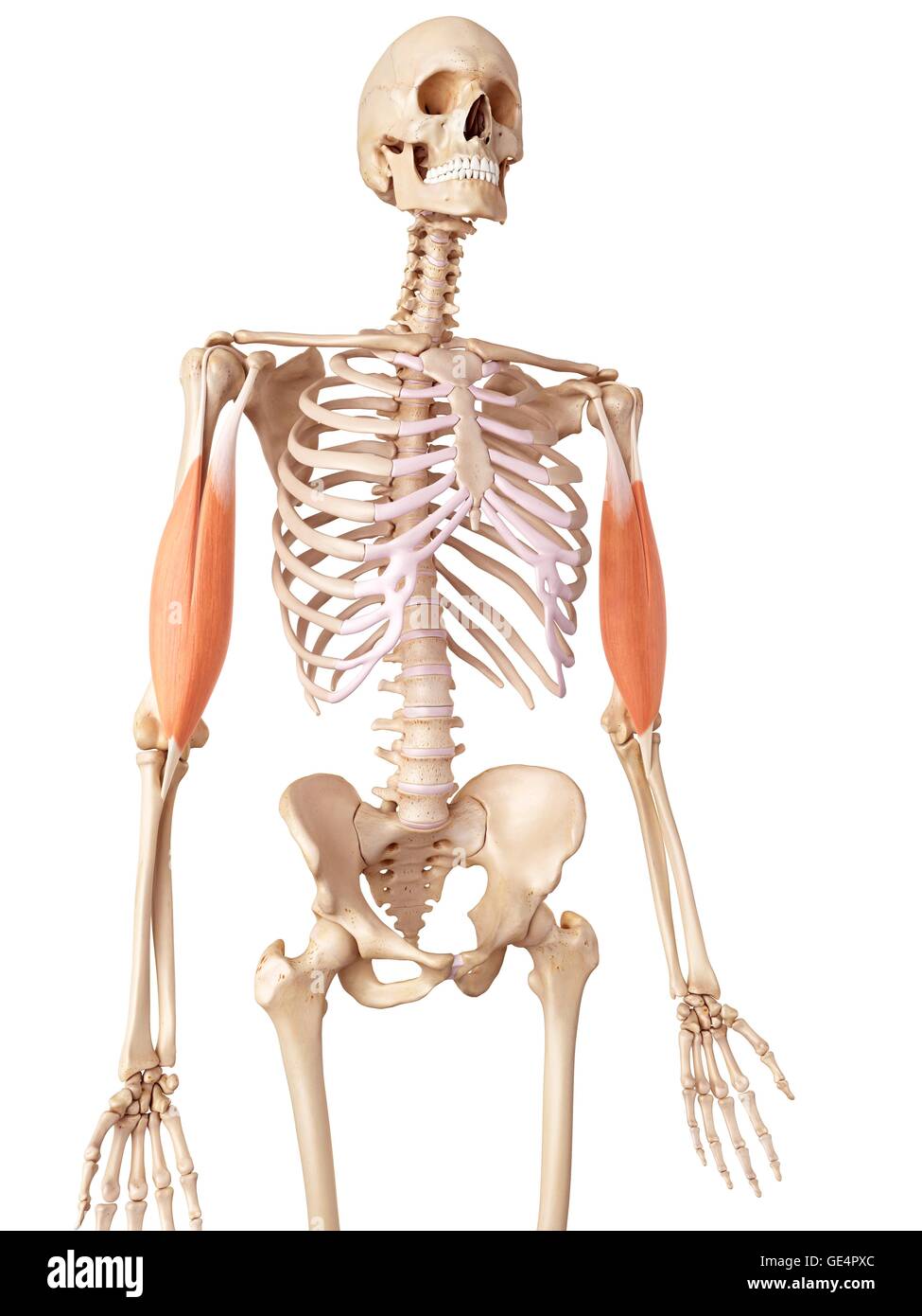 Arms anatomical hi-res stock photography and images - Alamy