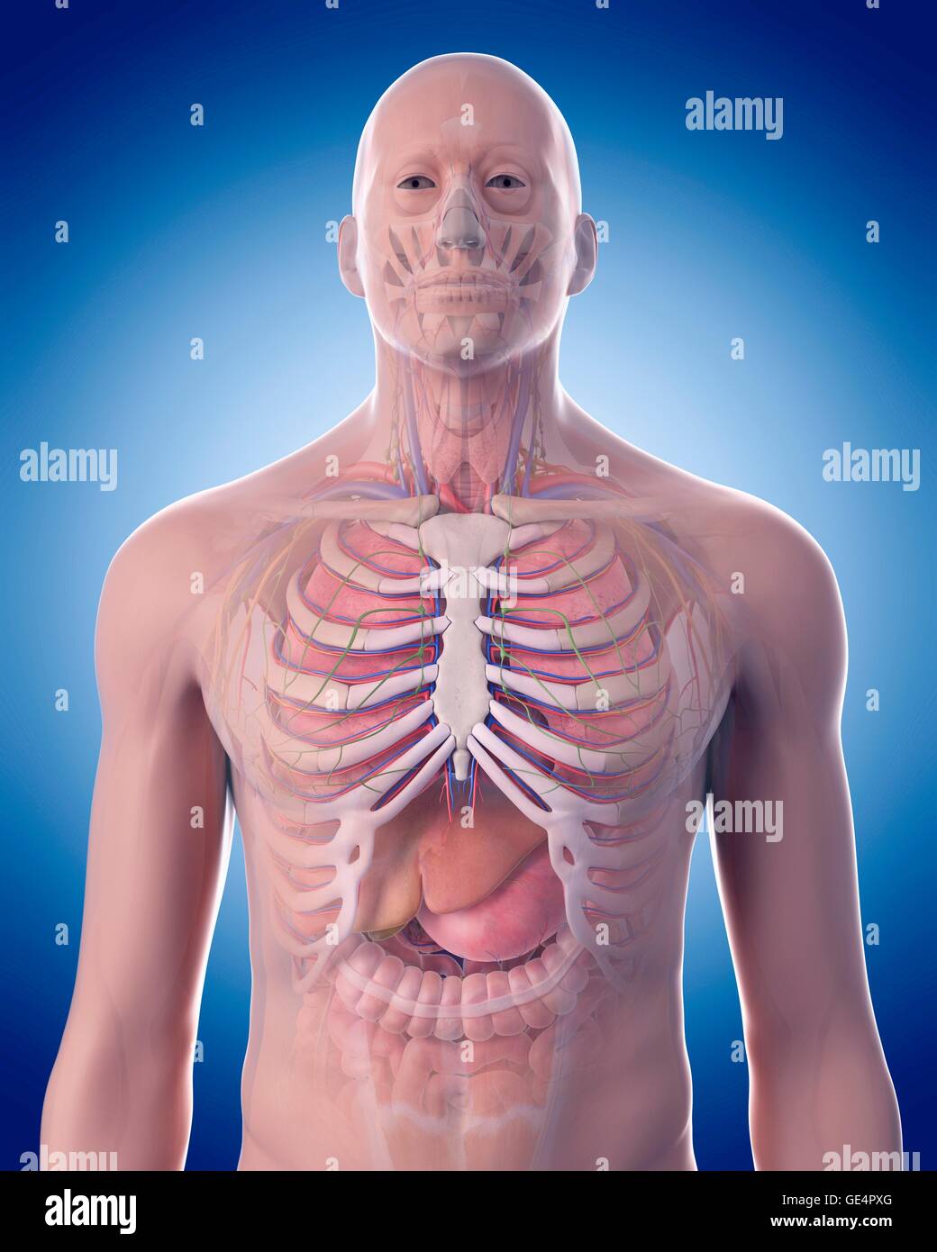 Human thorax anatomy, illustration Stock Photo - Alamy