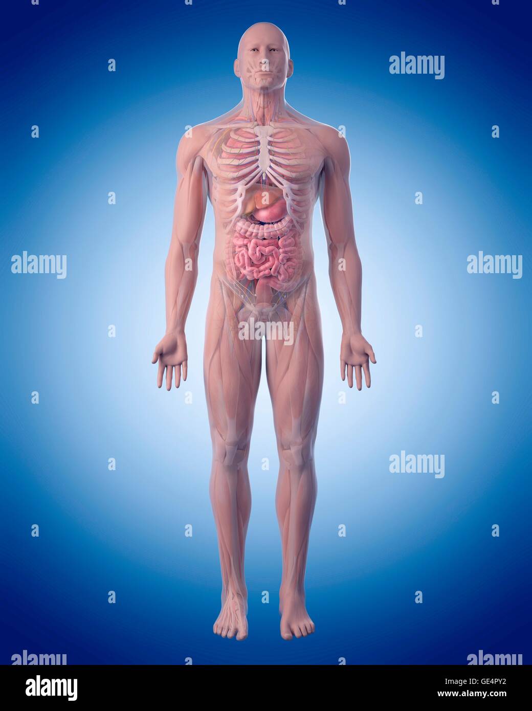 Human anatomy, illustration Stock Photo - Alamy