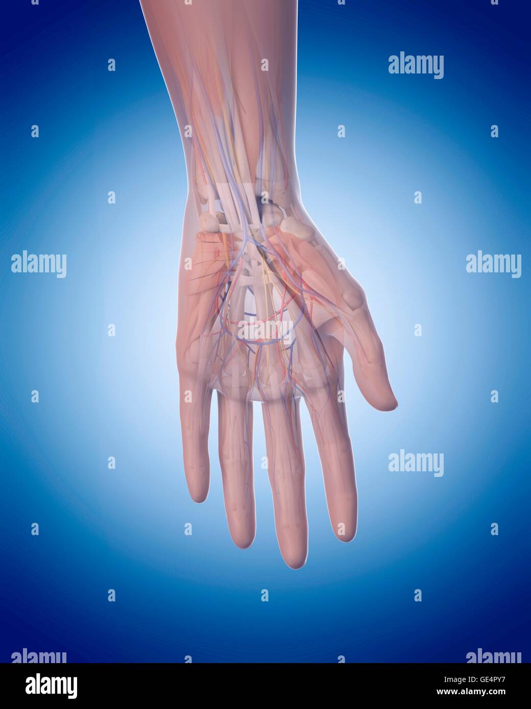 Human hand anatomy, illustration Stock Photo - Alamy
