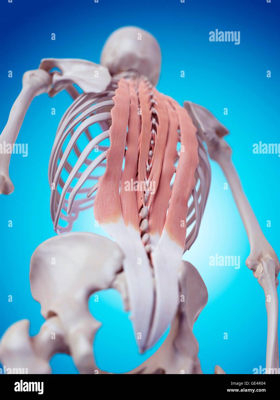 Human back muscles illustration hi-res stock photography and images - Alamy