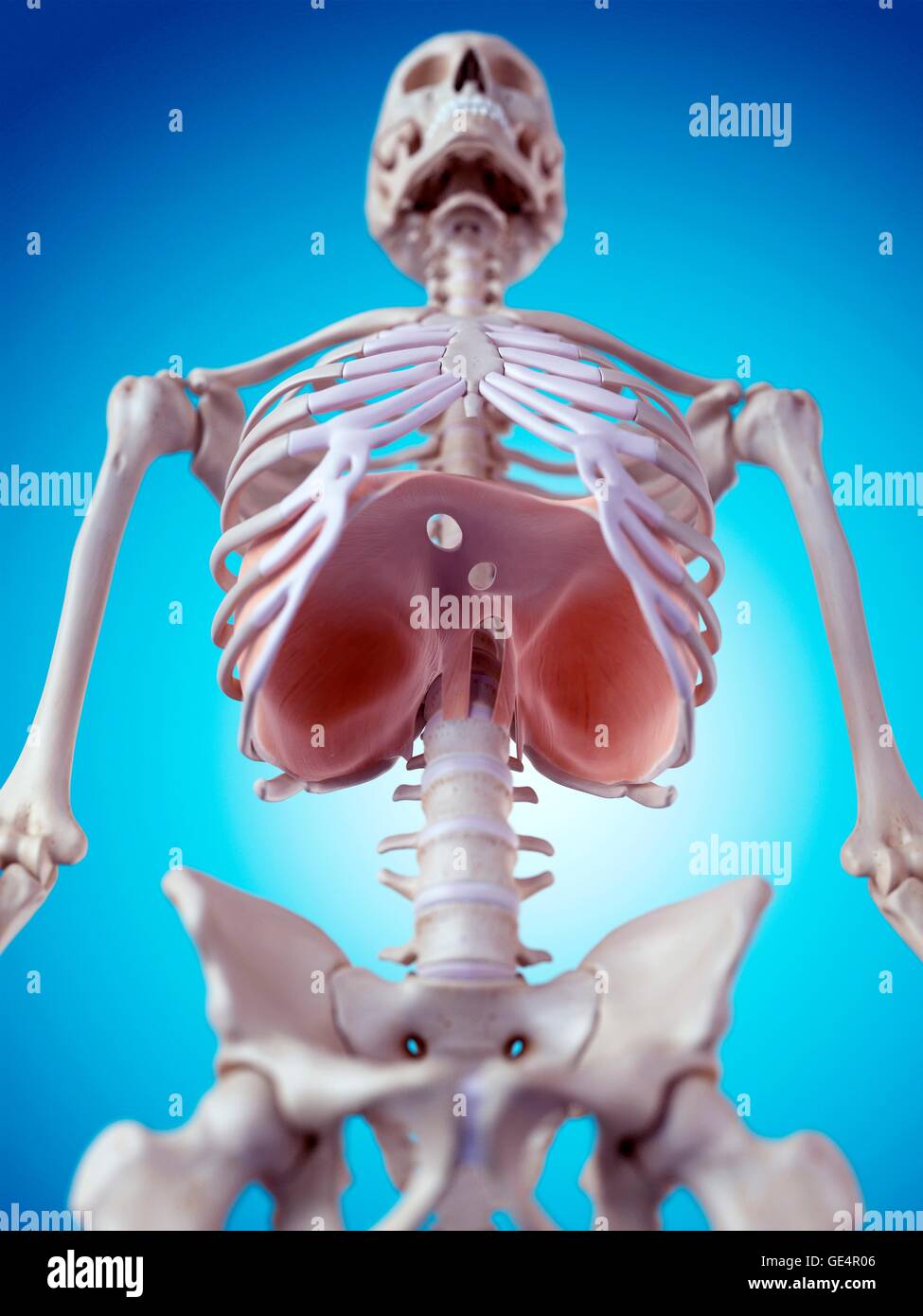 Human diaphragm, illustration Stock Photo - Alamy