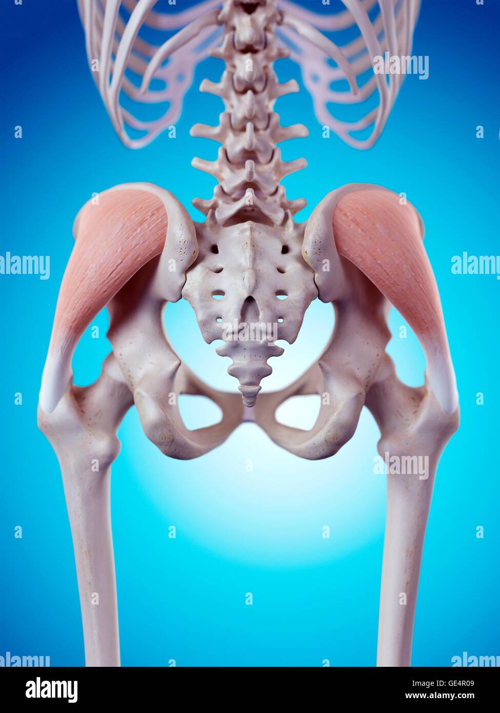 Human gluteus medius muscles hi-res stock photography and images - Alamy