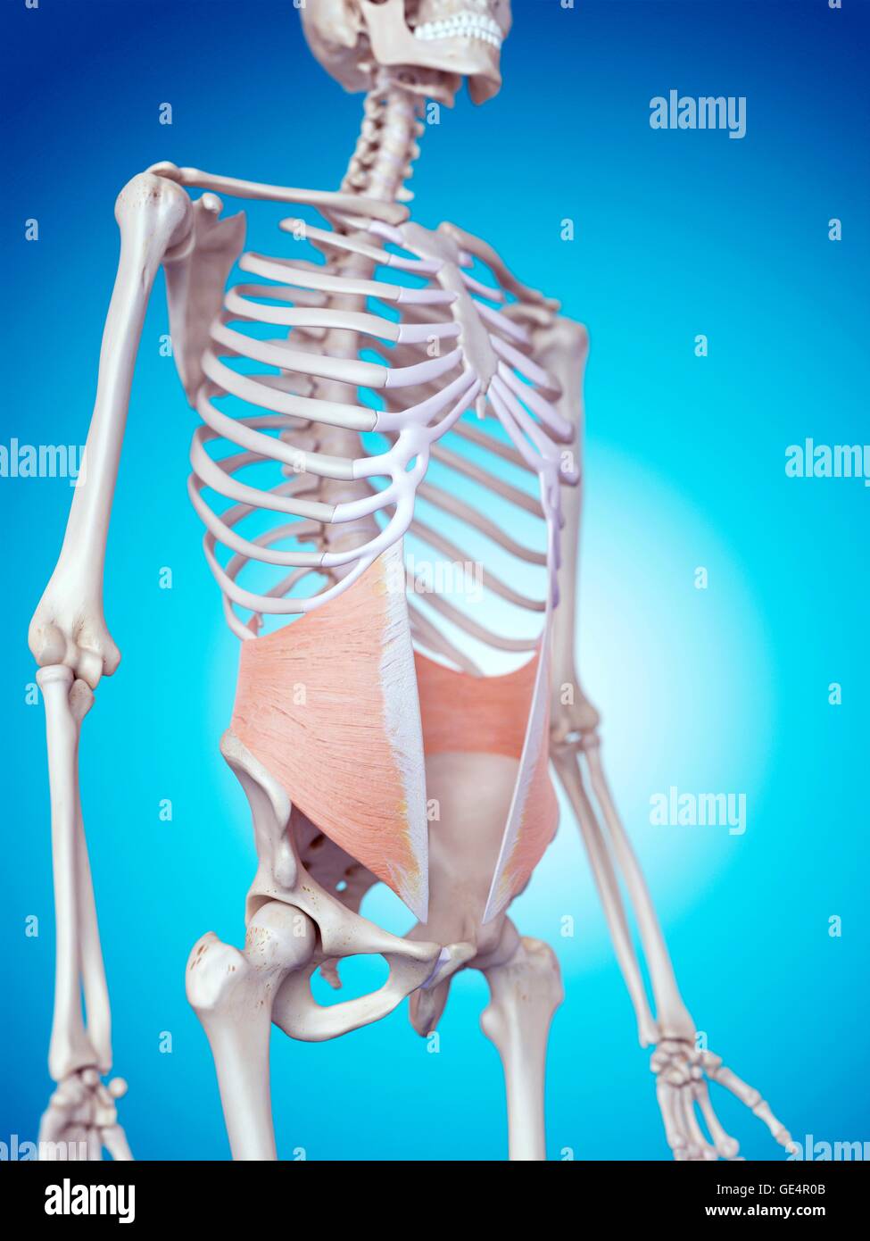 Human oblique muscles, illustration Stock Photo - Alamy