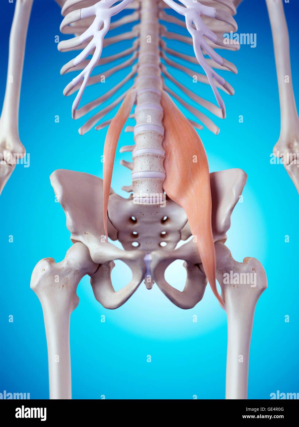 Psoas muscles anatomy hi-res stock photography and images - Alamy
