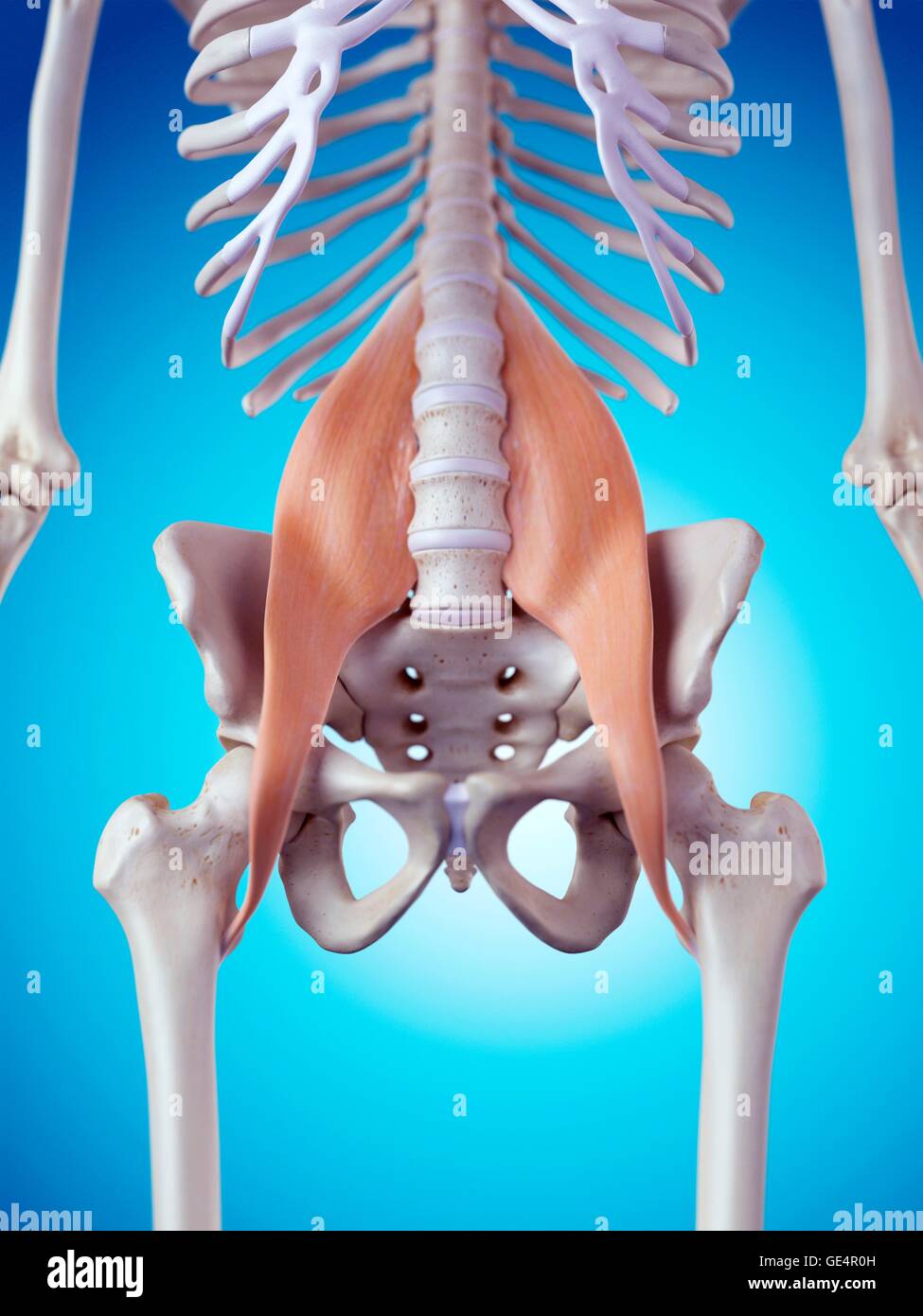 Human pelvic muscles, illustration Stock Photo - Alamy