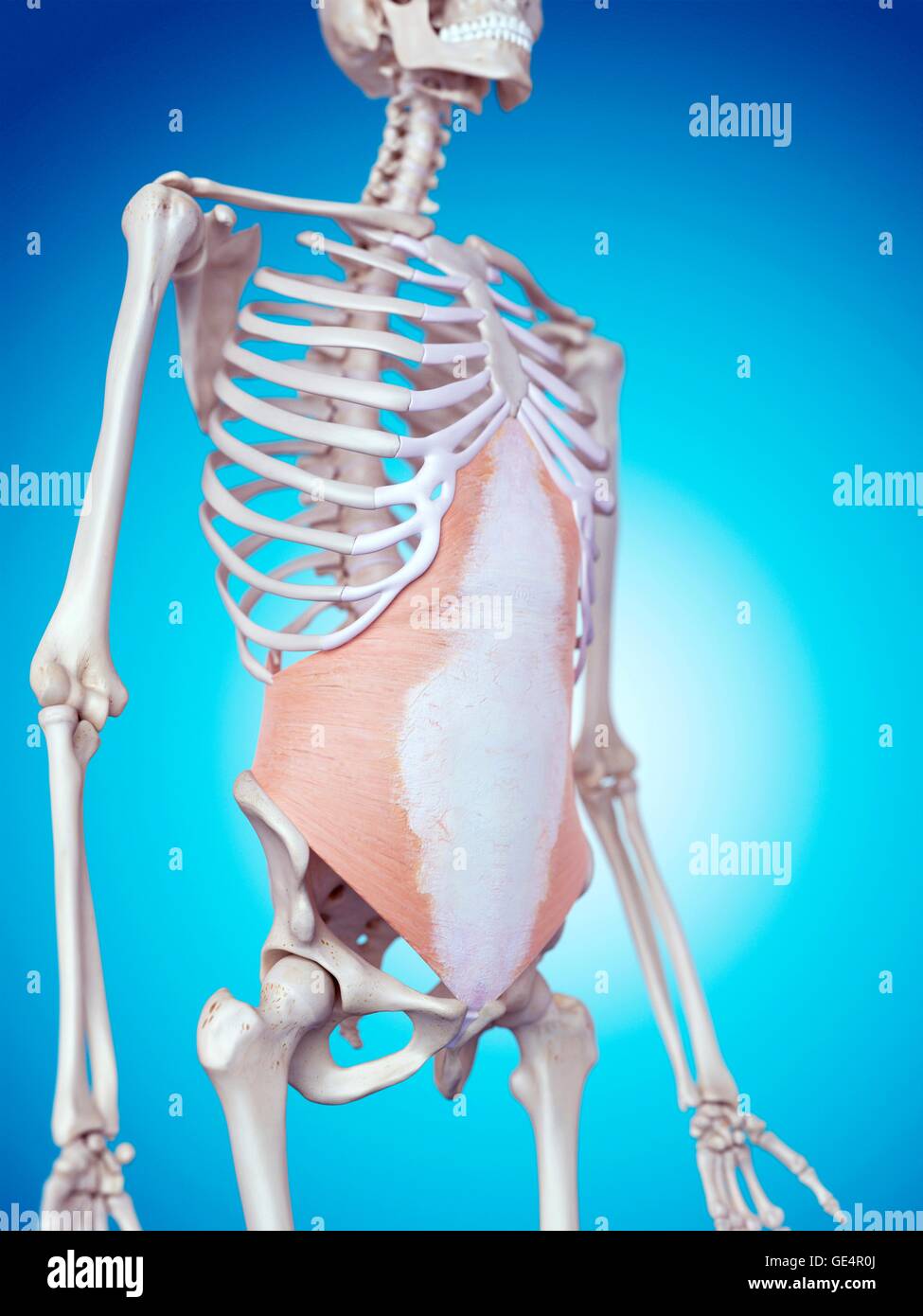 Human abdominal muscles, illustration Stock Photo - Alamy