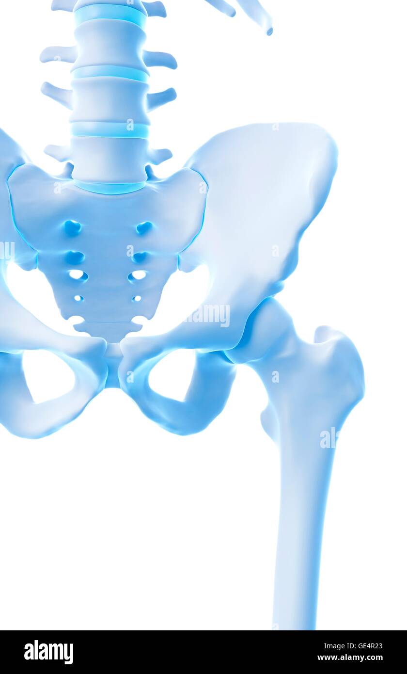 Human pelvis, illustration Stock Photo - Alamy