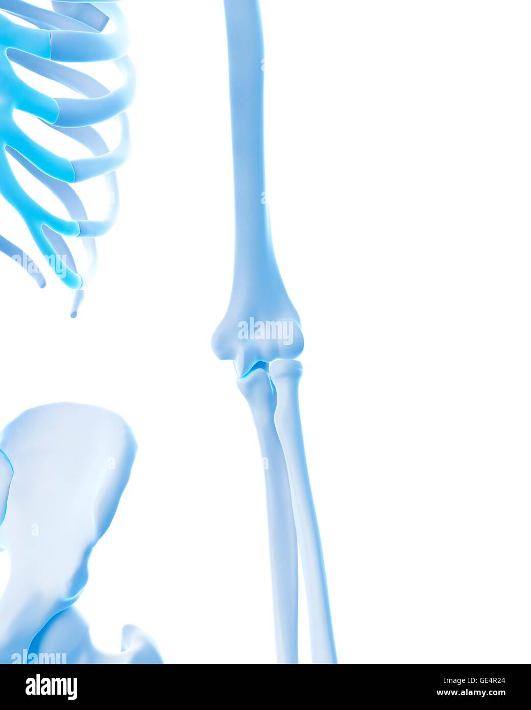 Human arm bones illustration hi-res stock photography and images - Alamy