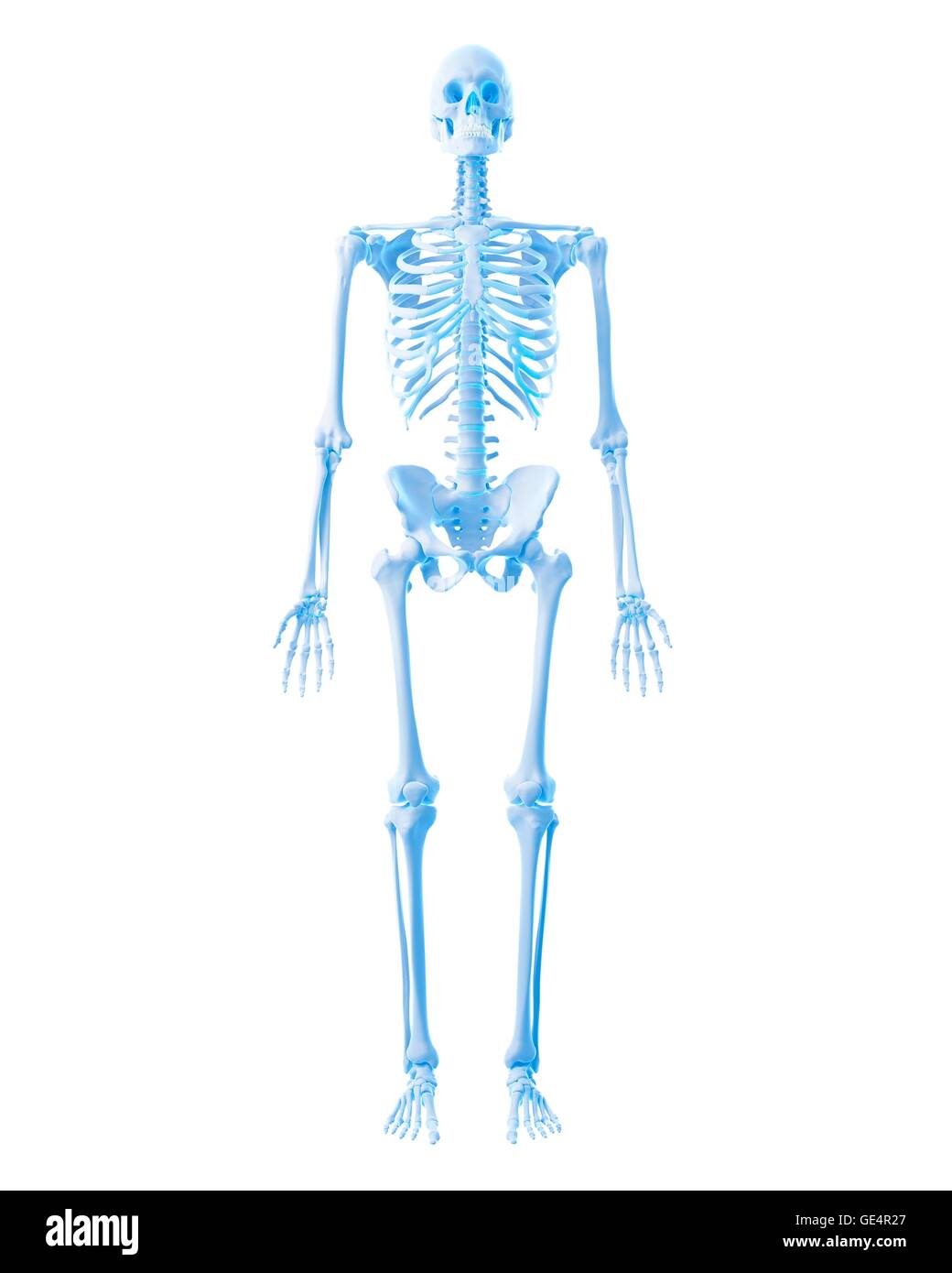 Human skeletal system, illustration Stock Photo - Alamy