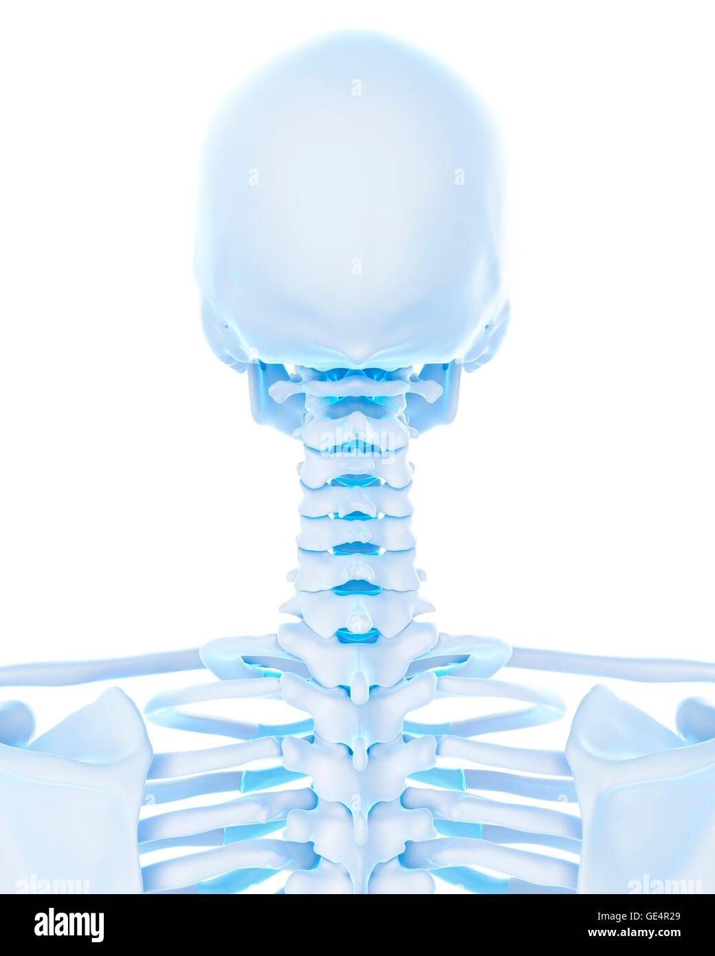 Human Skull Cervical Spine Illustration Stock Photos & Human Skull ...
