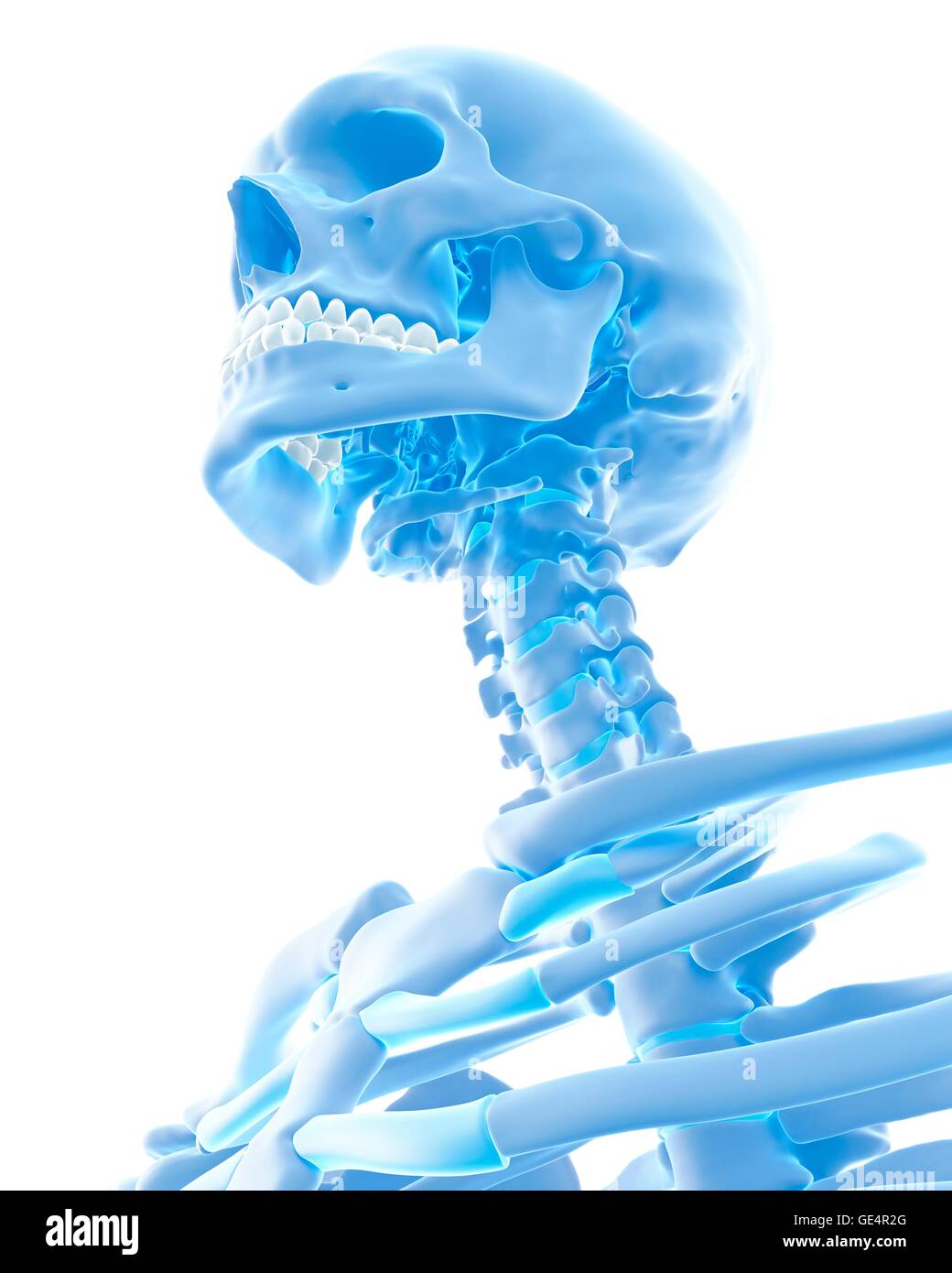 Human neck and skull, illustration Stock Photo - Alamy