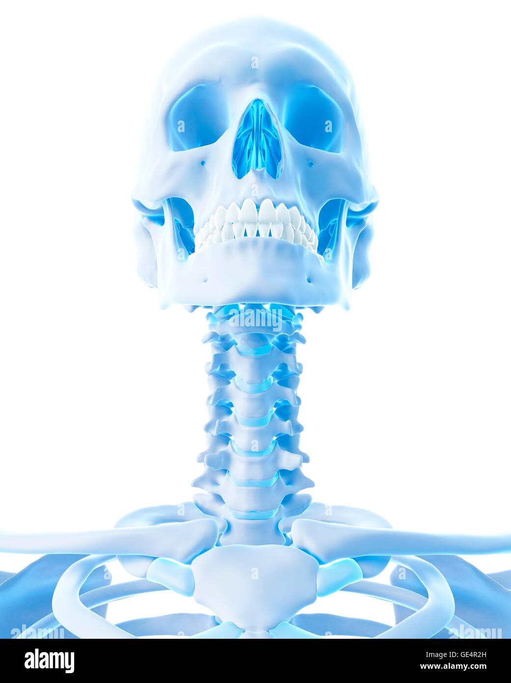 Front view head neck bones hi-res stock photography and images - Alamy