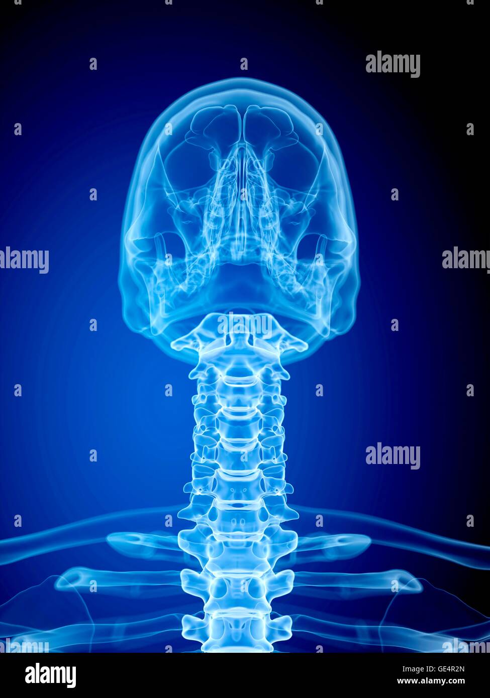 Human neck and skull, illustration Stock Photo - Alamy