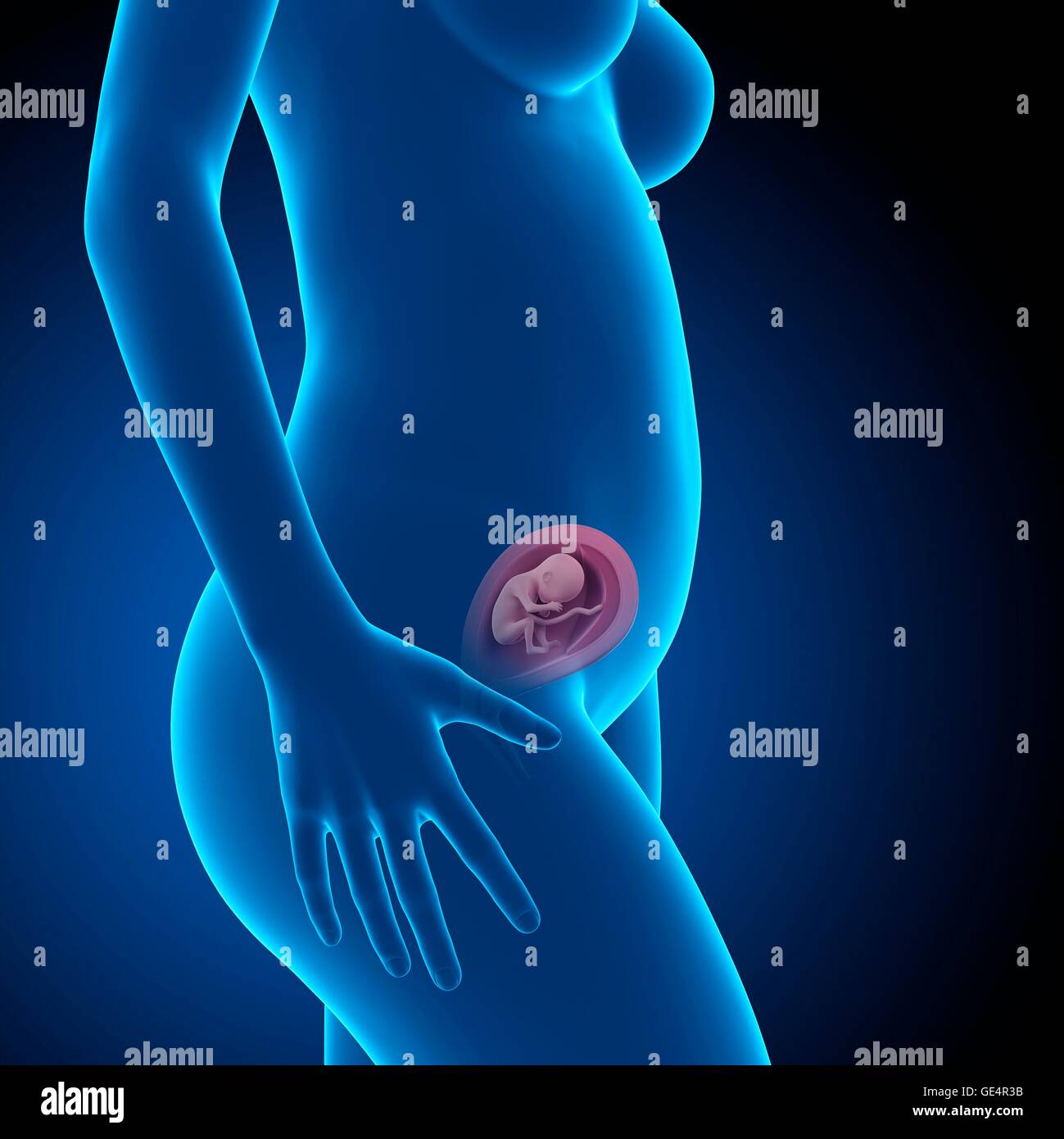 Fetus 20 weeks hi-res stock photography and images - Alamy