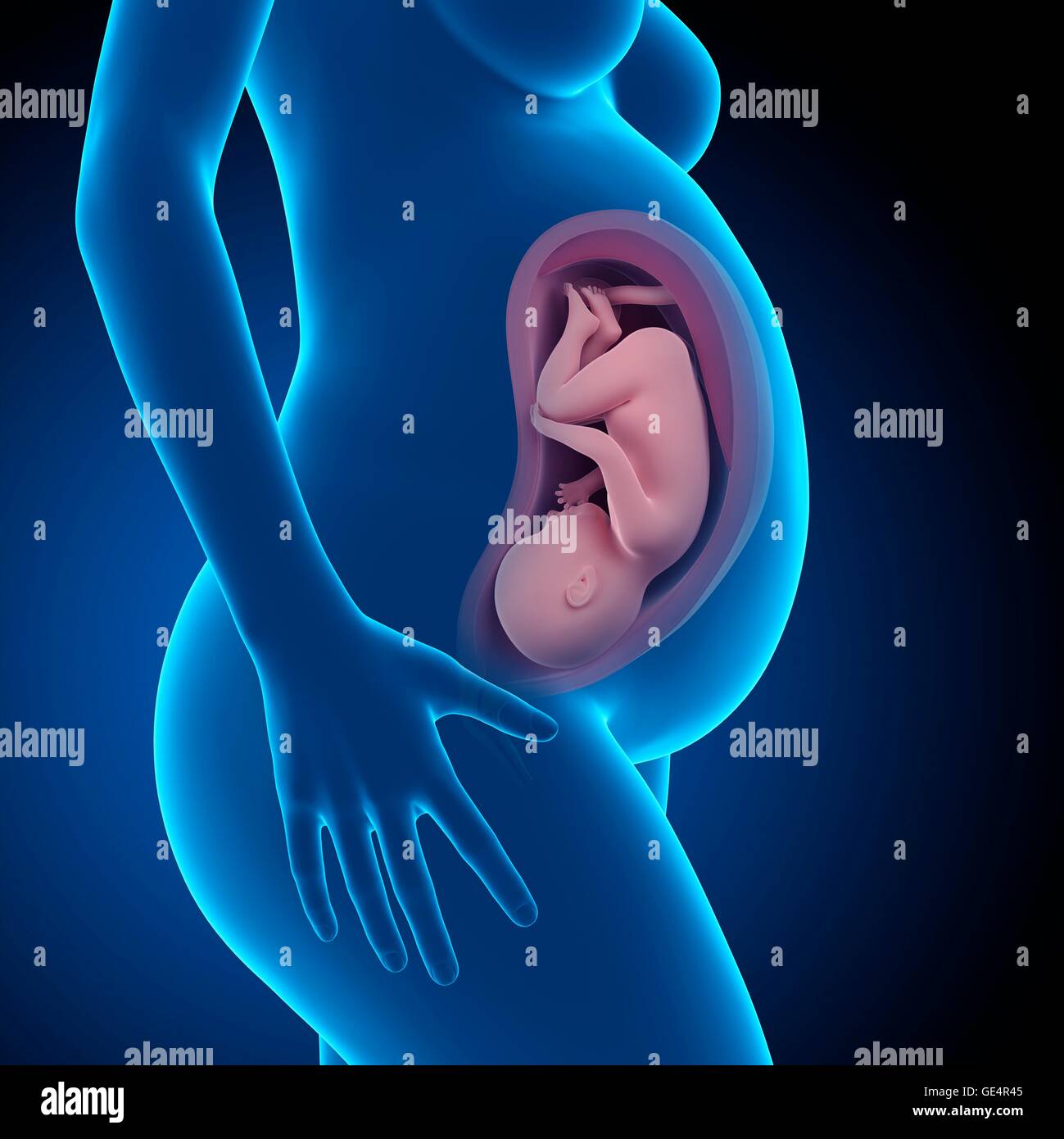 Fetus At 38 Weeks Pregnancy