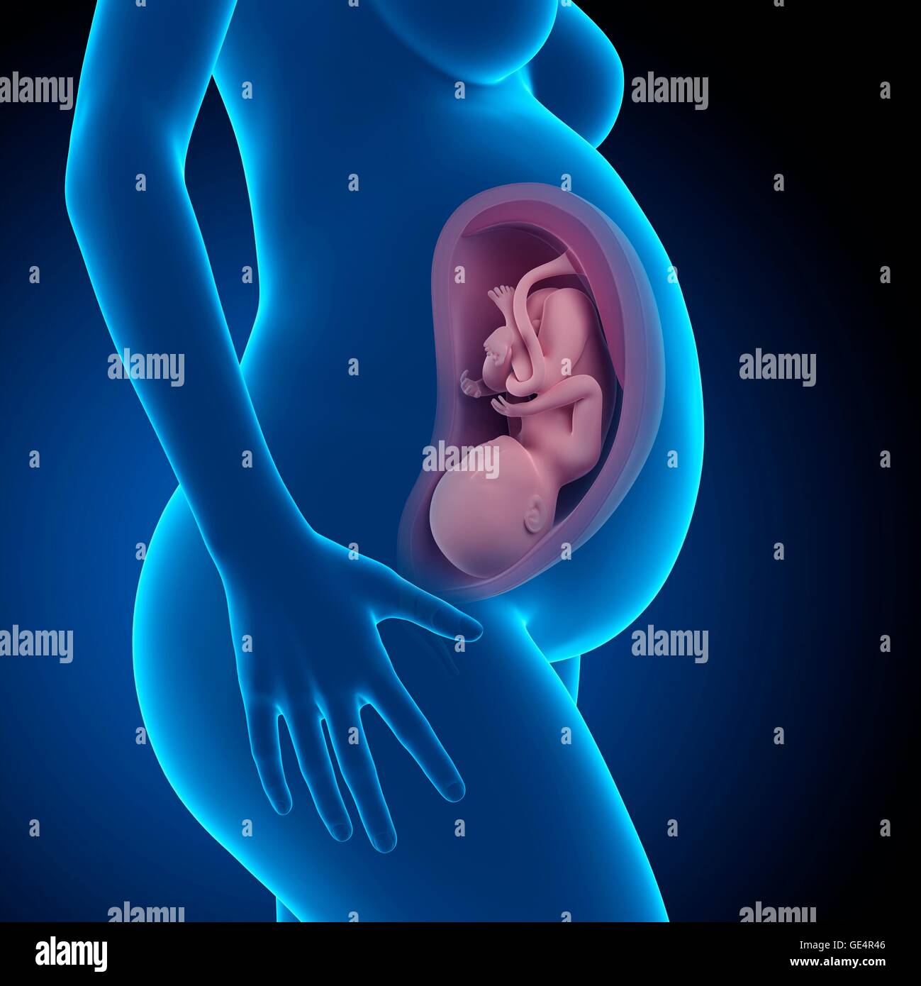 39 Weeks Pregnant Fetus