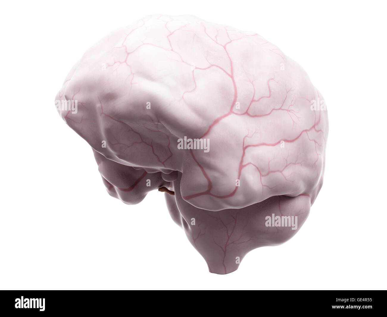 Human brain anatomy, illustration Stock Photo - Alamy