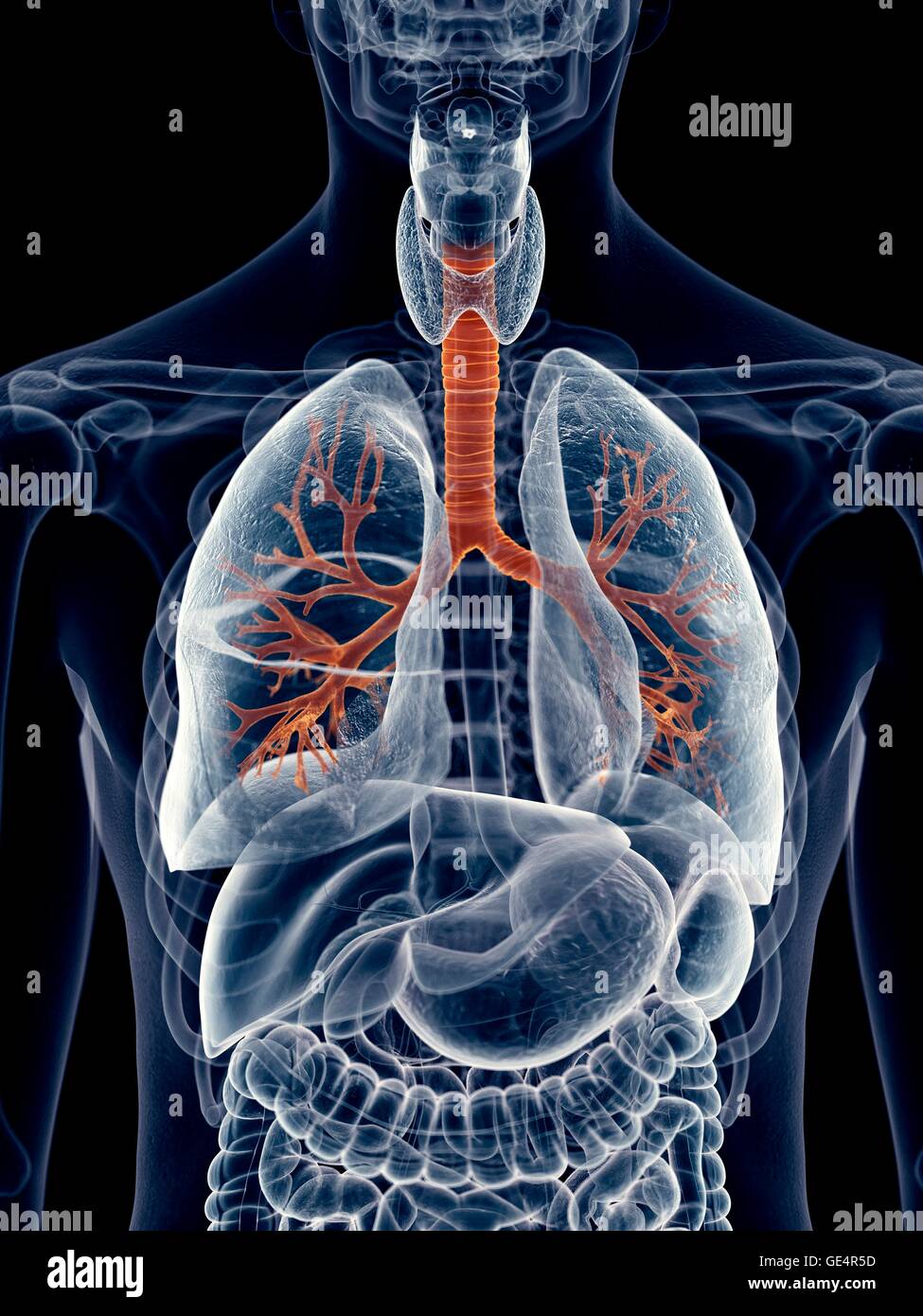 Human lung bronchi, illustration Stock Photo - Alamy
