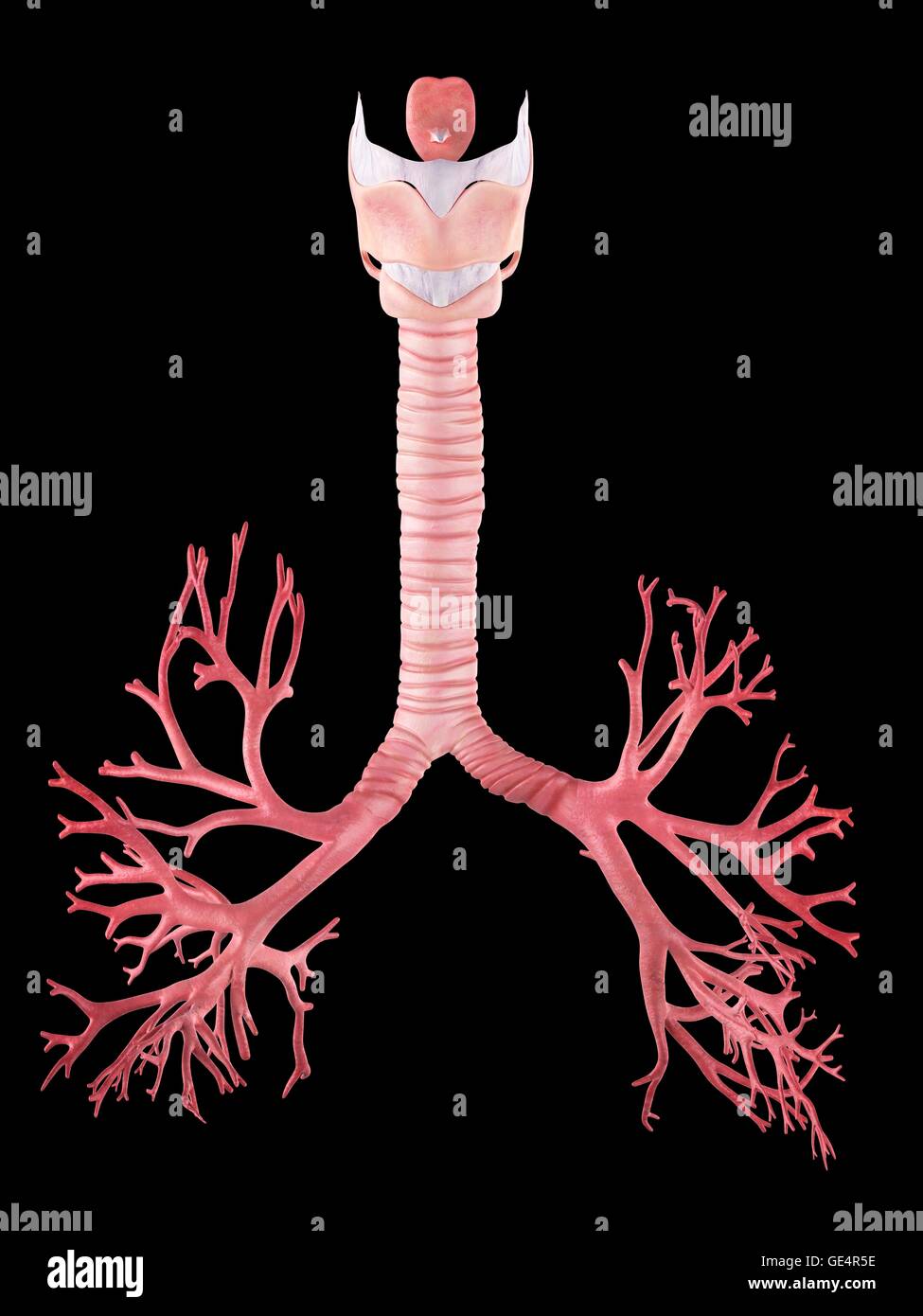 Bronchioles Stock Photos & Bronchioles Stock Images - Alamy