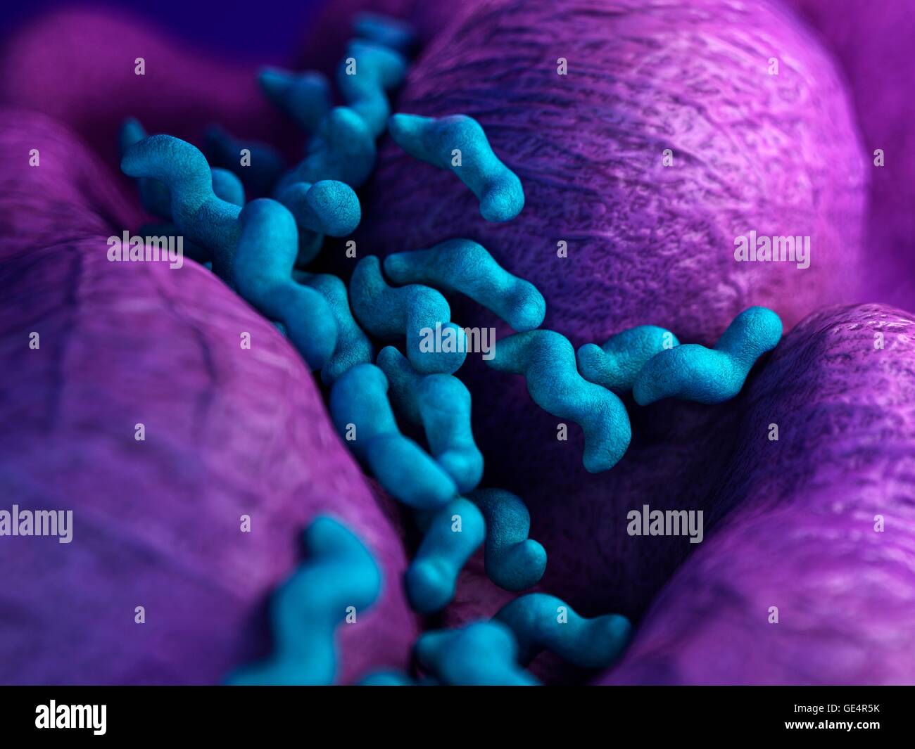 Campylobacter bacteria, Illustration Stock Photo - Alamy