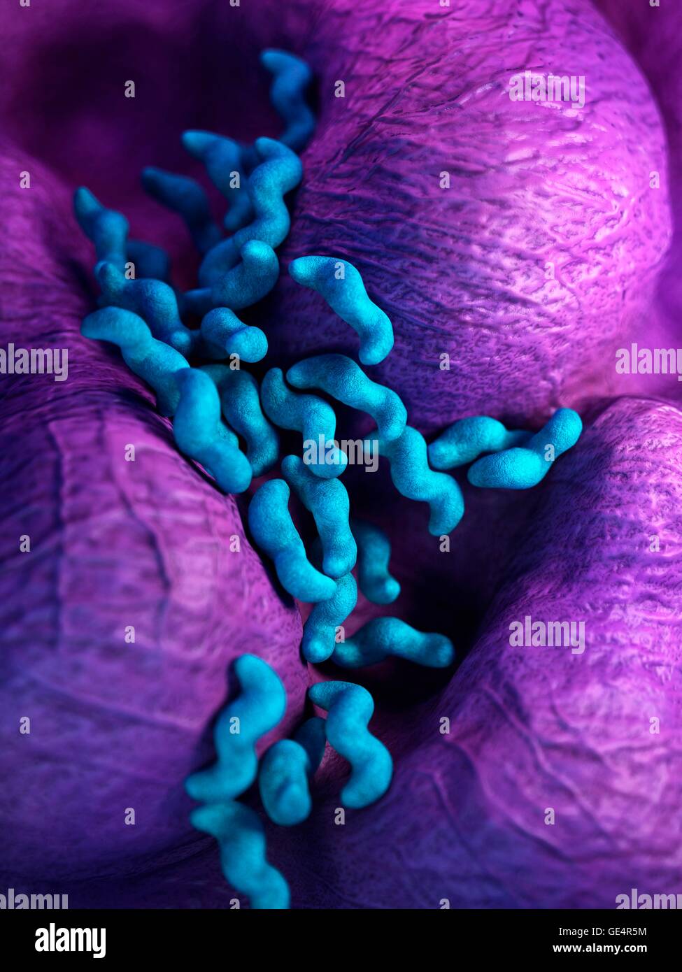 Campylobacter bacteria, Illustration Stock Photo - Alamy