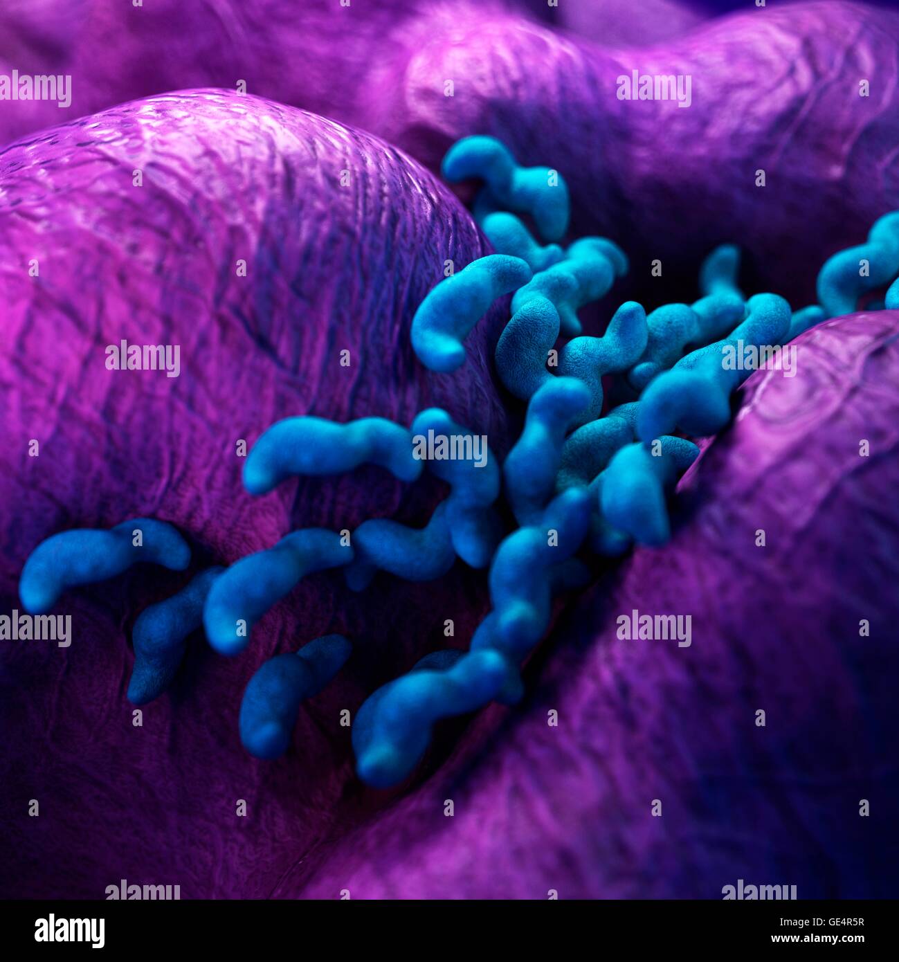 Campylobacter bacteria, Illustration Stock Photo - Alamy
