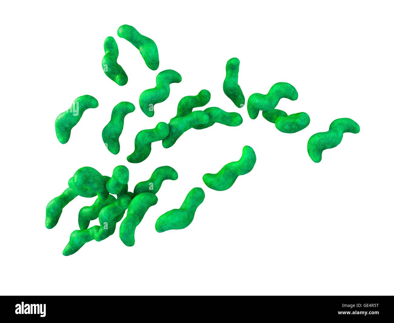 Campylobacter bacteria, Illustration Stock Photo - Alamy