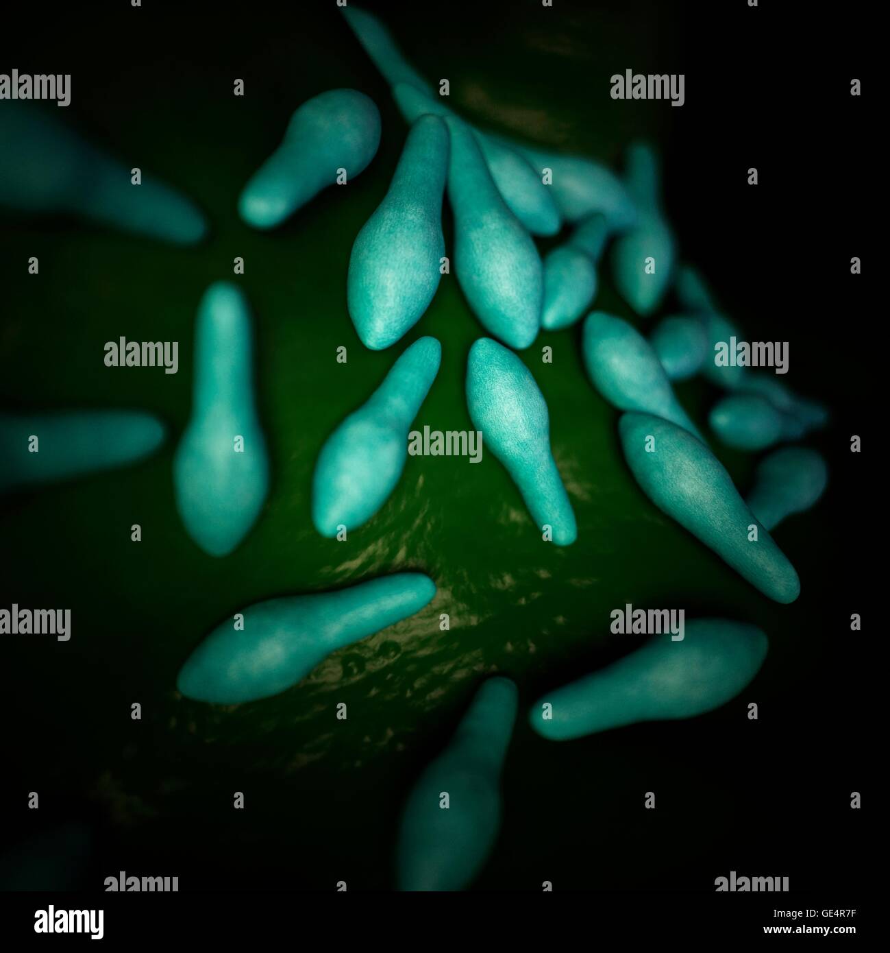 Clostridium bacteria, illustration Stock Photo - Alamy