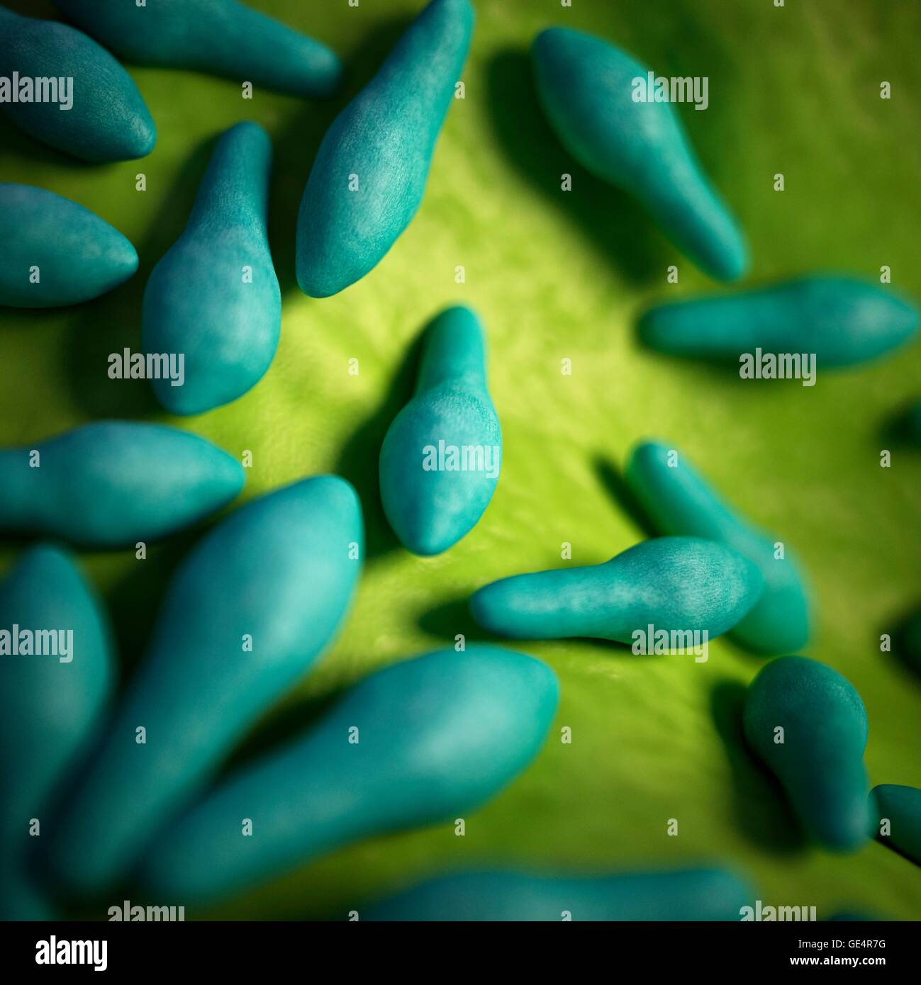 Clostridium bacteria, illustration Stock Photo - Alamy