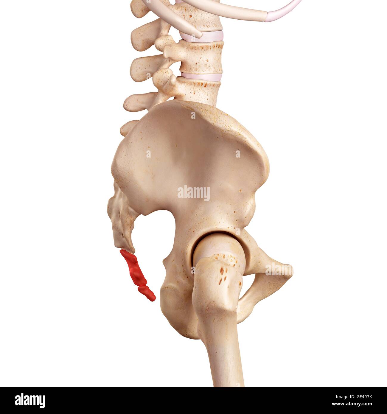 Coccyx High Resolution Stock Photography and Images - Alamy