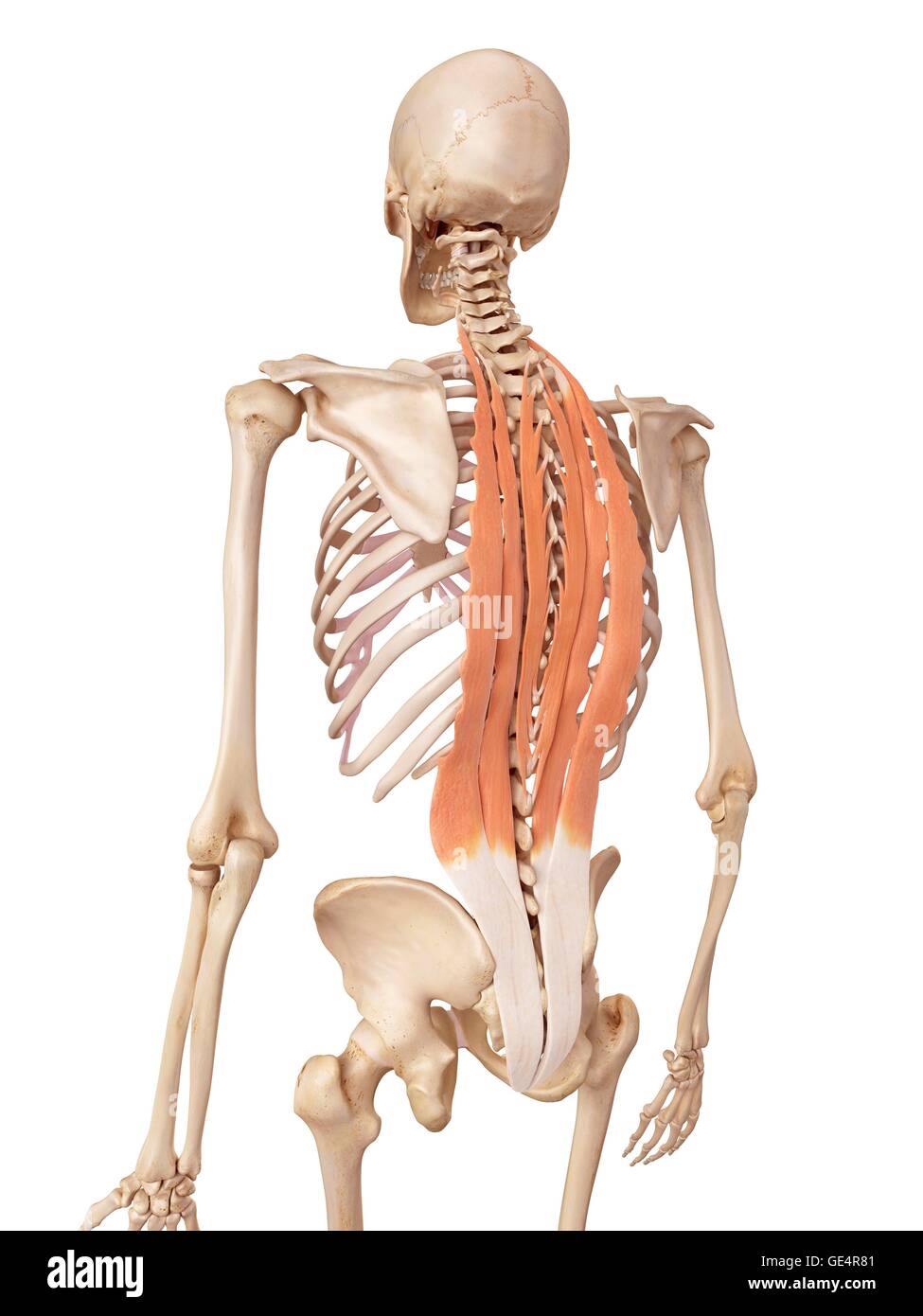 Human back muscles, illustration Stock Photo - Alamy