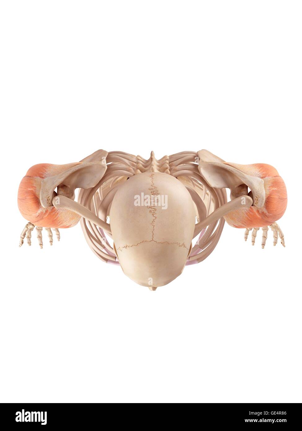 Shoulder muscles anatomy Cut Out Stock Images & Pictures - Alamy