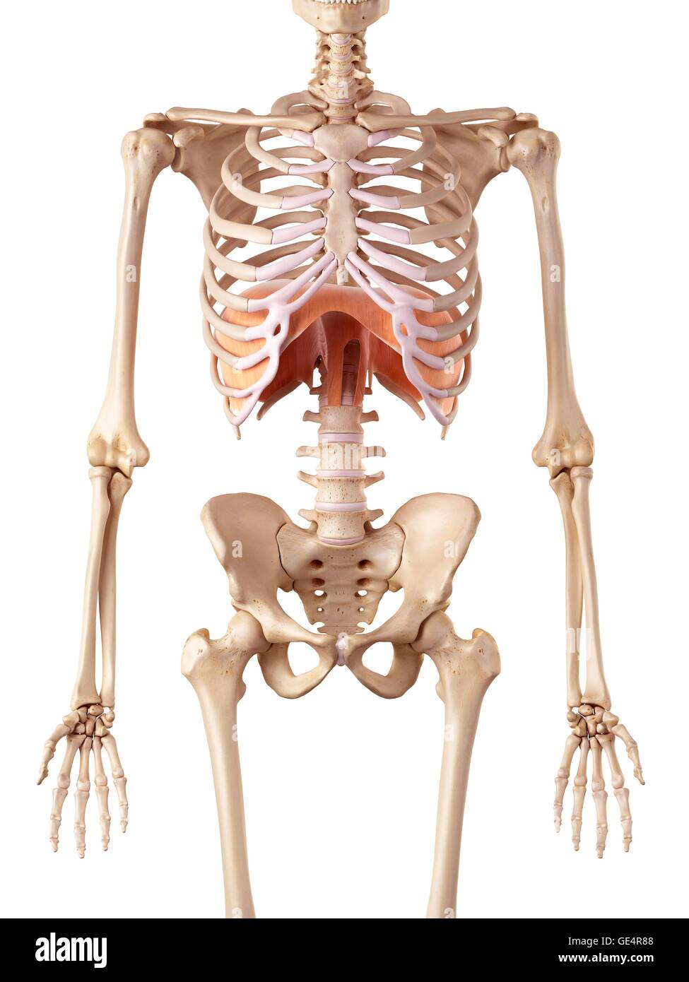 Human diaphragm, illustration Stock Photo - Alamy