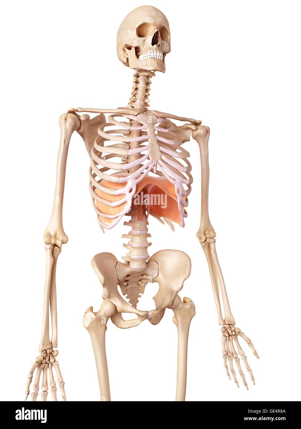 Diaphragm structure hi-res stock photography and images - Alamy