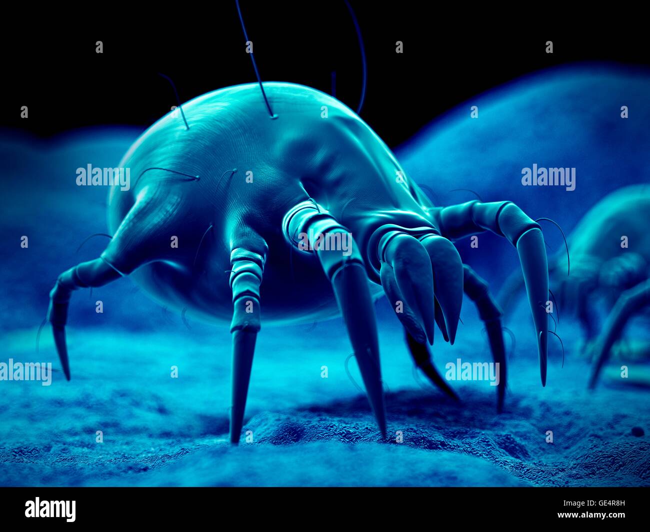 Dust mite illustration hi-res stock photography and images - Alamy