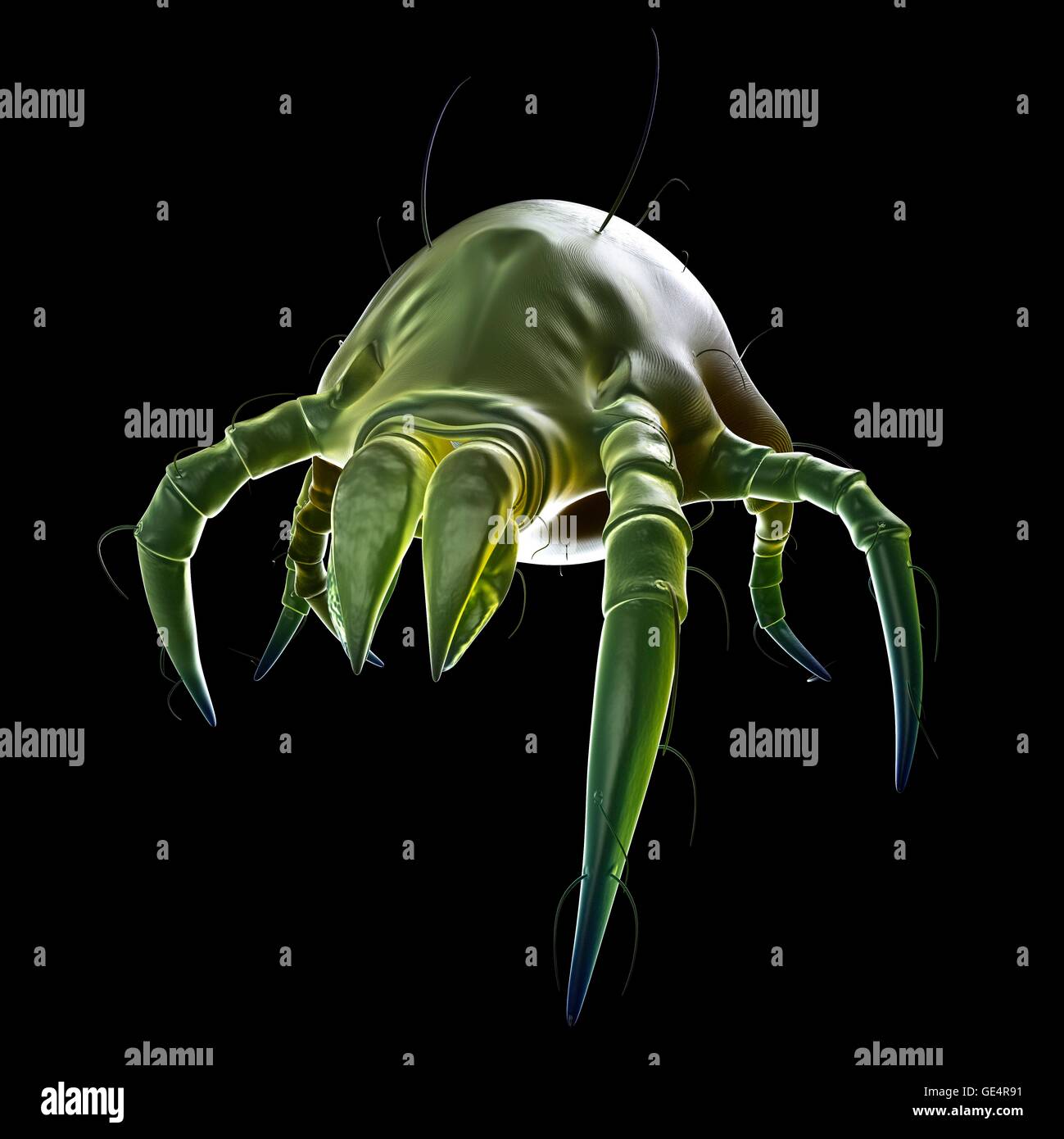 Dust mite, illustration Stock Photo - Alamy